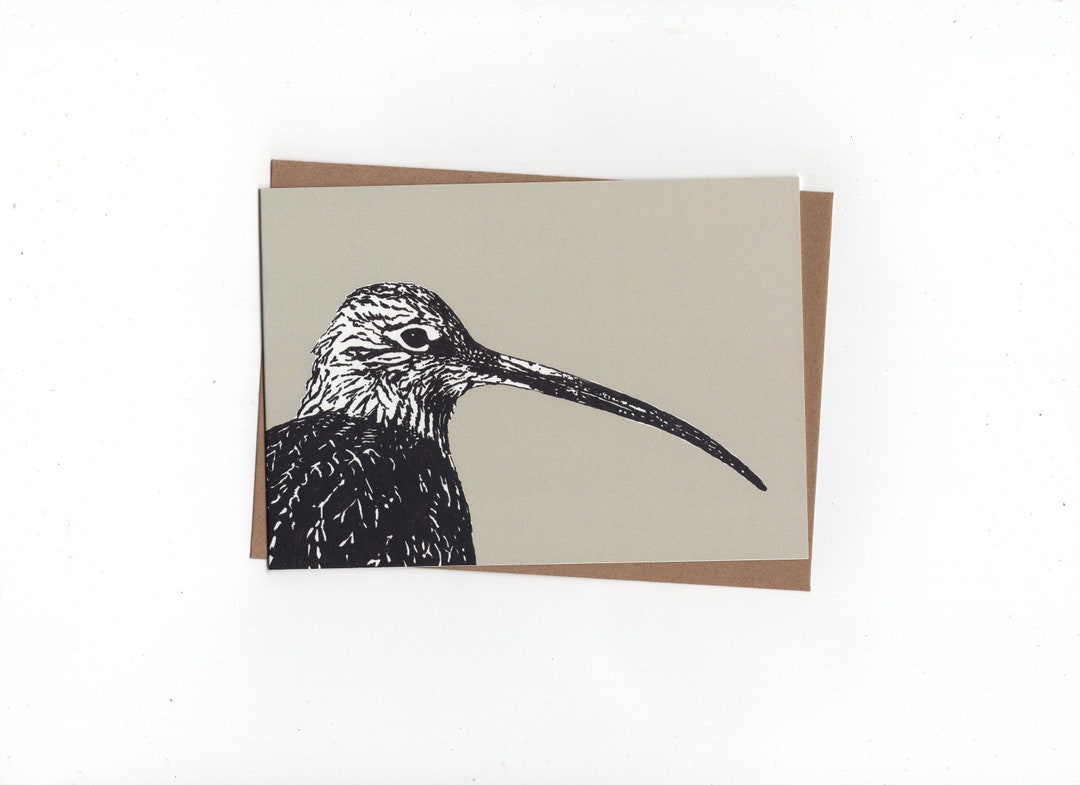 Curlew, Folded Card With Envelope, Print of Inkdrawing - Etsy