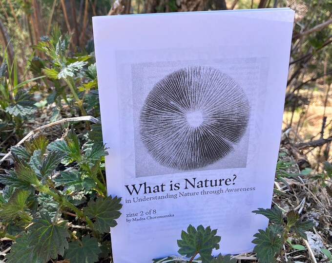 Echinacea: Immunity and Empowerment. A Zine About This Great Plant Ally ...