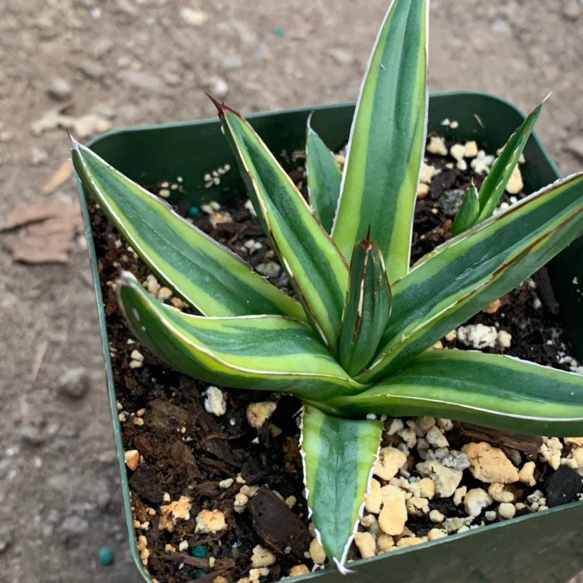 Agave Golden Princess | Etsy