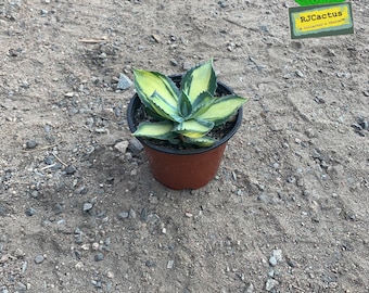 Agave Isthmensis rum Runner Yellow Fleshy Leaves. USDA Zone - Etsy