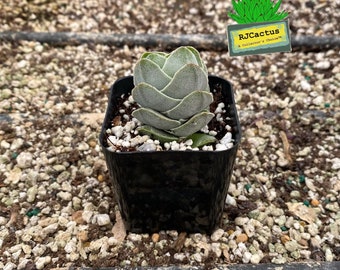 Potted Succulent Plant 2 Inch Crassula Perforata Ivory Towers - Etsy