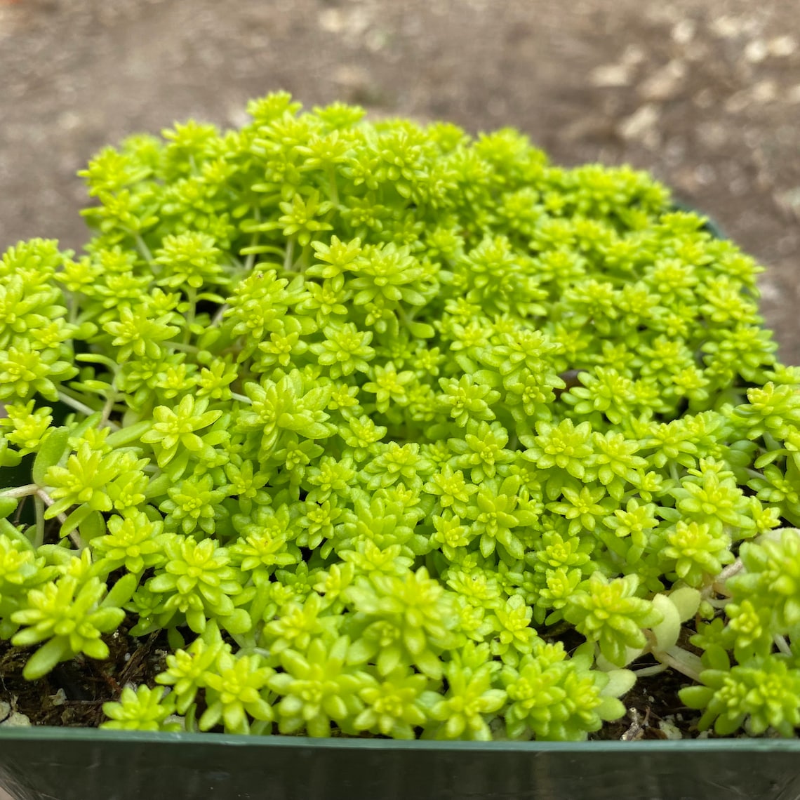Golden Stonecrop Sedum | Etsy