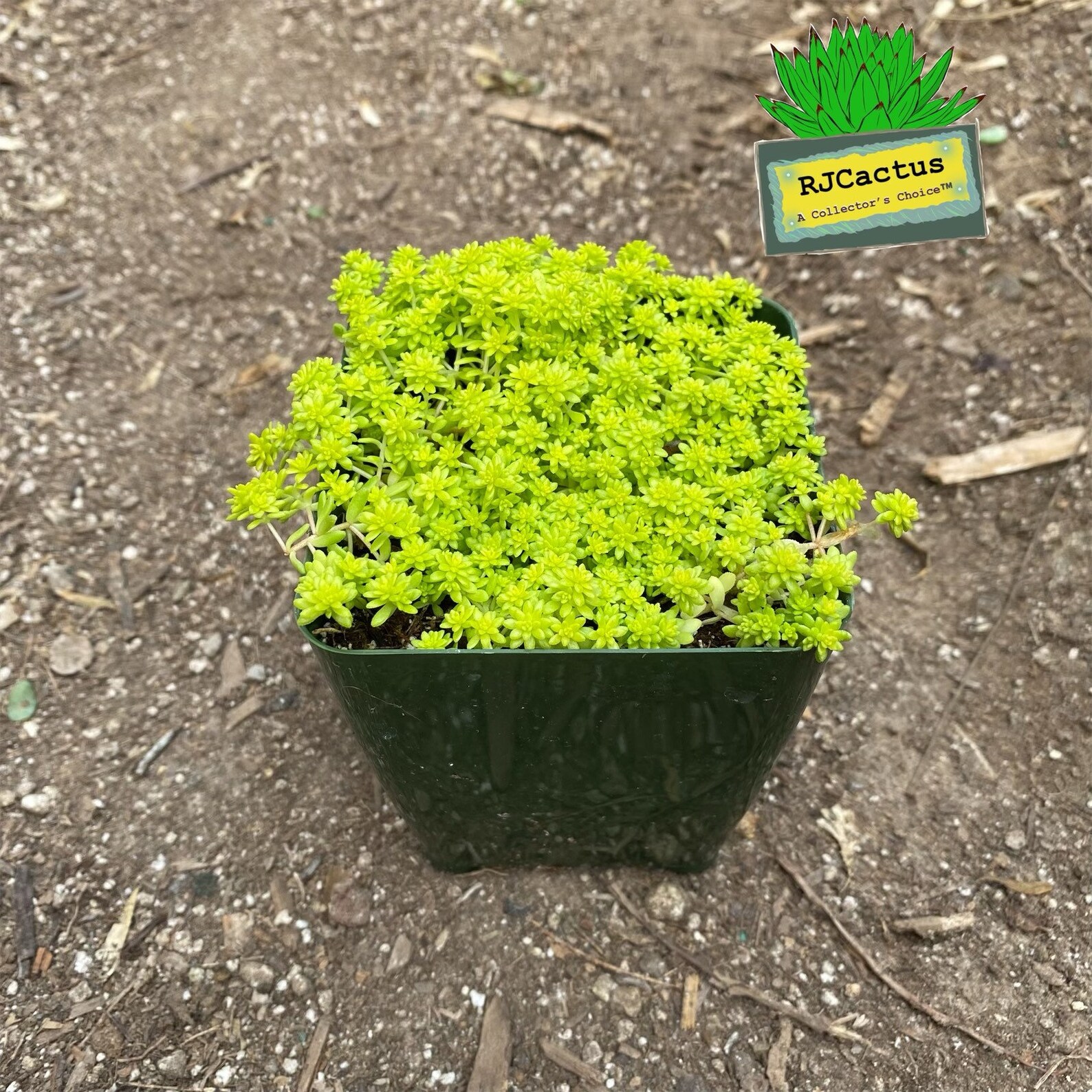 Golden Stonecrop Sedum | Etsy