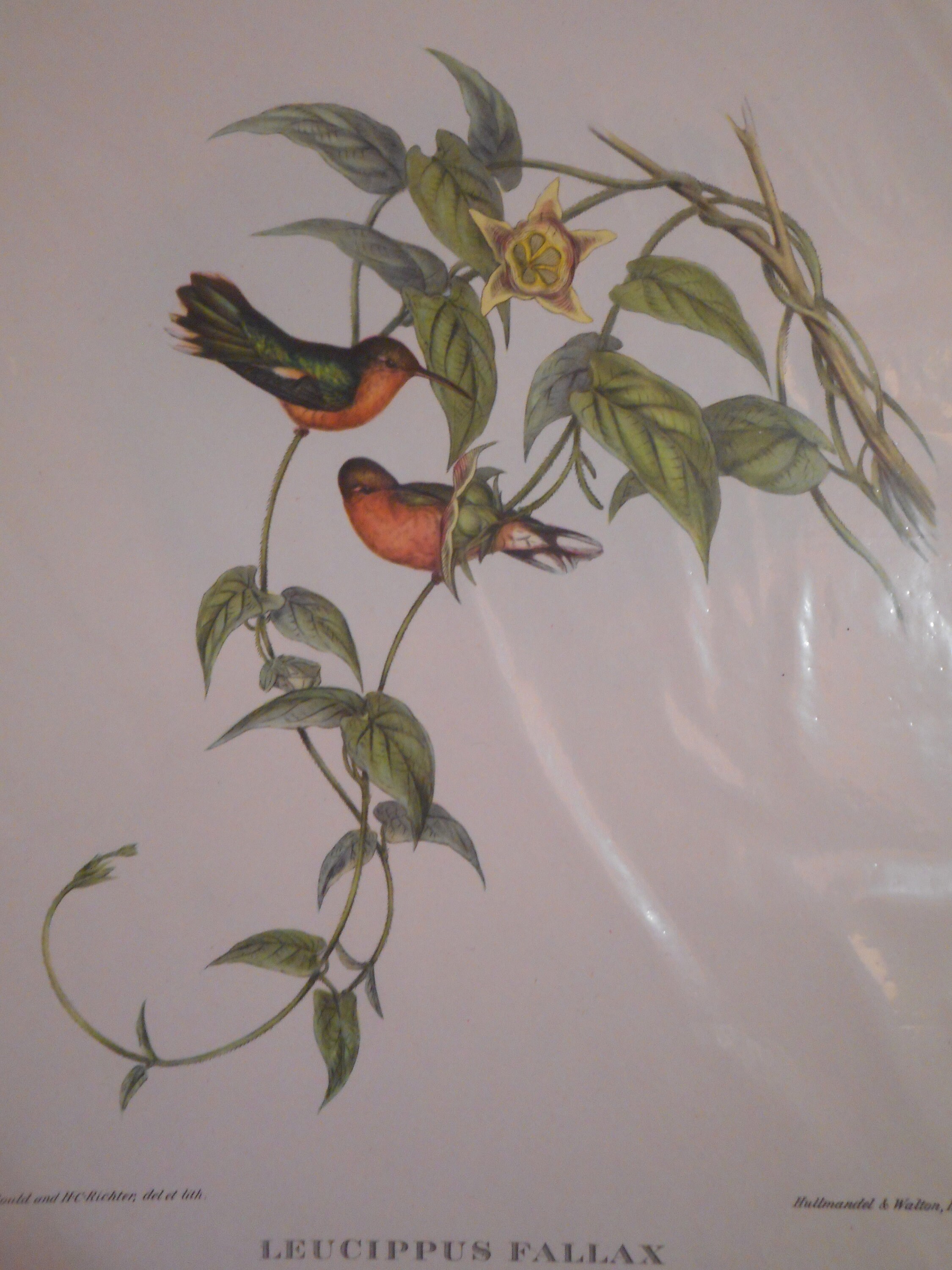 Vintage Bird Botanical Prints Set of 6 | Etsy