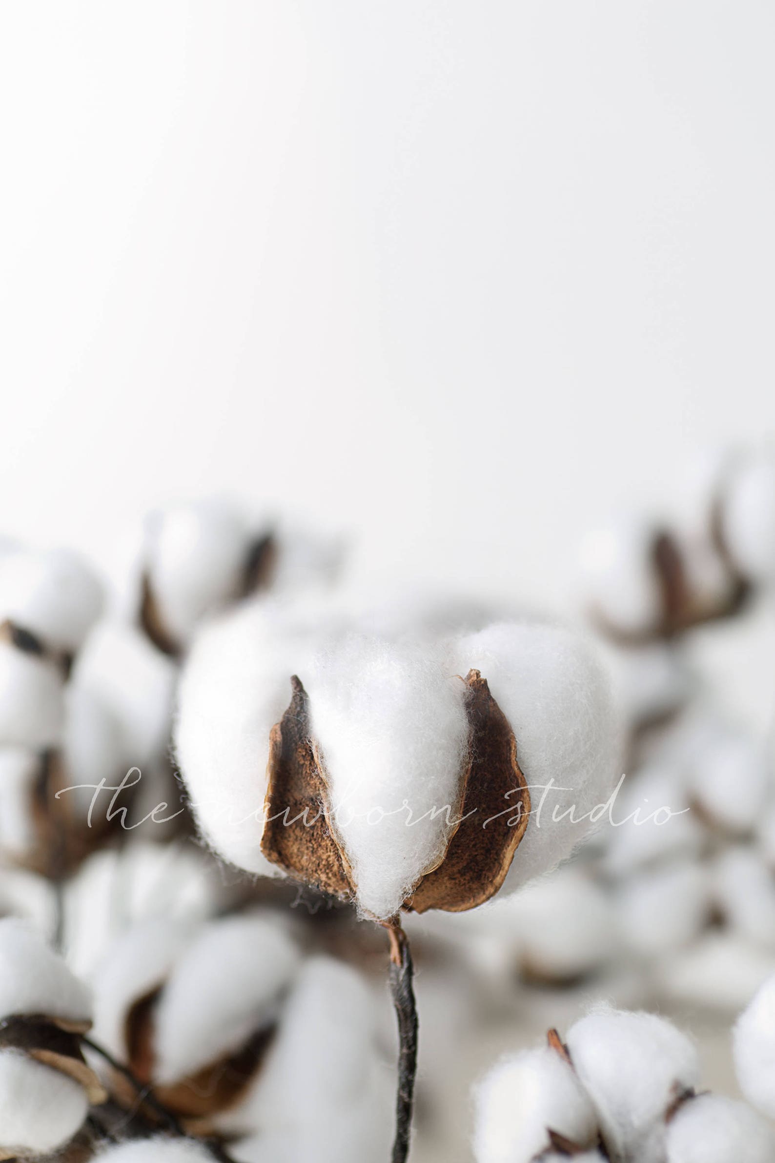 Cotton Digital Backdrop Cotton Flower Newborn Composite - Etsy