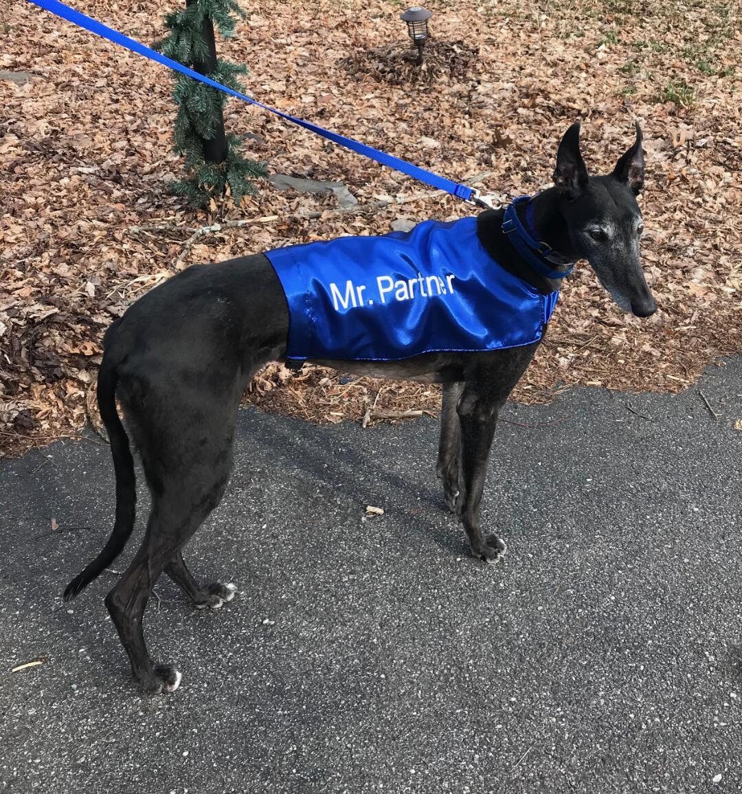 Personalized Greyhound Jackets - Etsy