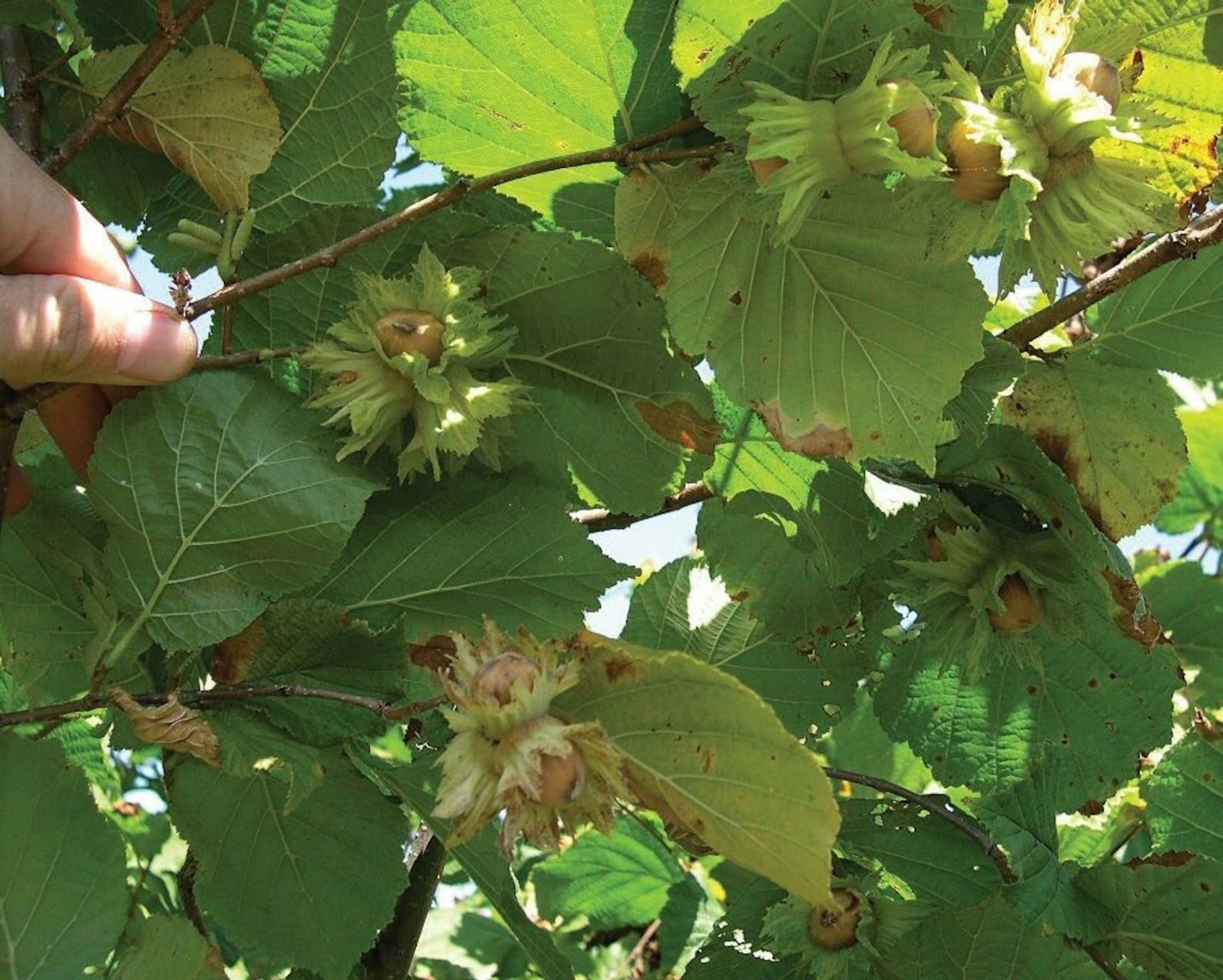 Fresh Raw Shelled Hazelnuts filberts - Etsy