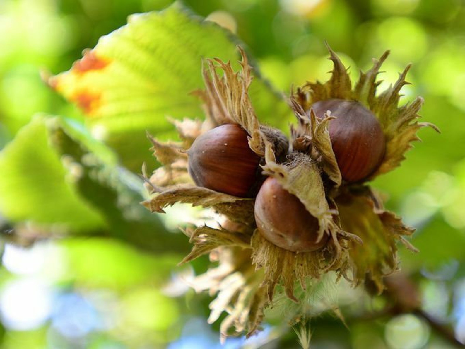 Fresh Raw Shelled Hazelnuts (filberts - Etsy