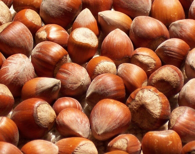5 Chinese Chestnuts - Etsy