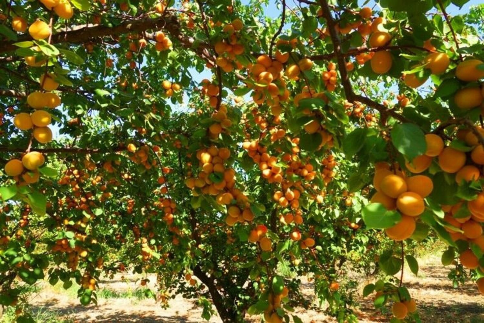 Dried Turkish Apricots - GREAT QUALITY - Etsy