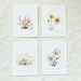 Wildflower Blank Folded Note Card Set W/ Envelopes Desert Botanic ...