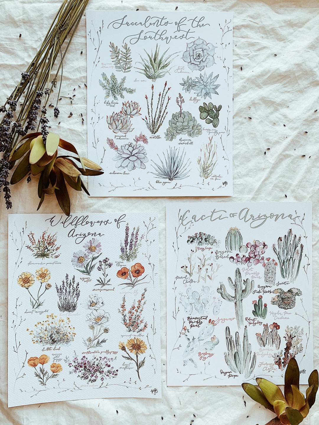 Wildflowers Succulents & Cacti of Arizona Southwest SET OF 3 Wall Art ...