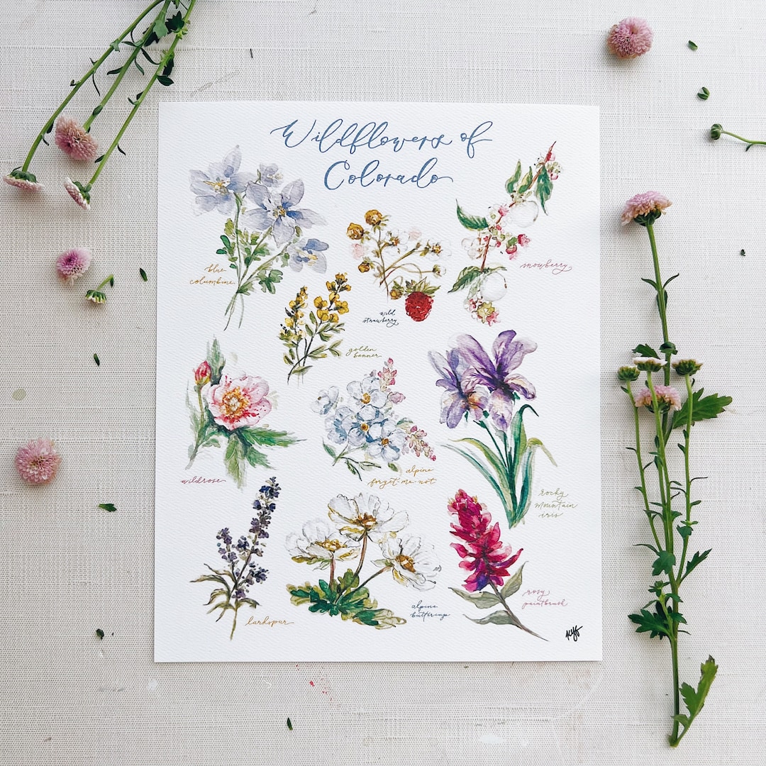 Wildflowers of Colorado Art Print - Watercolor Painting Flower Types ...