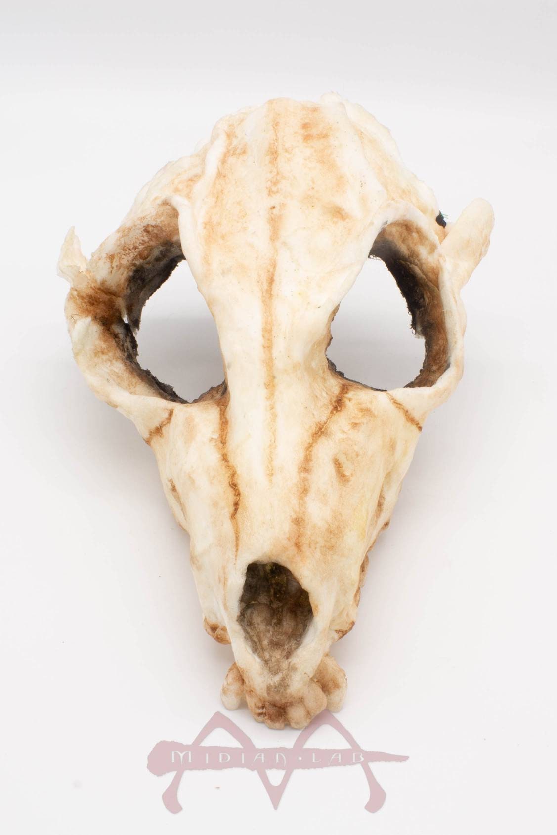 Skull Wolf Mask Made to Order Macabre Elegant Wolf Man - Etsy