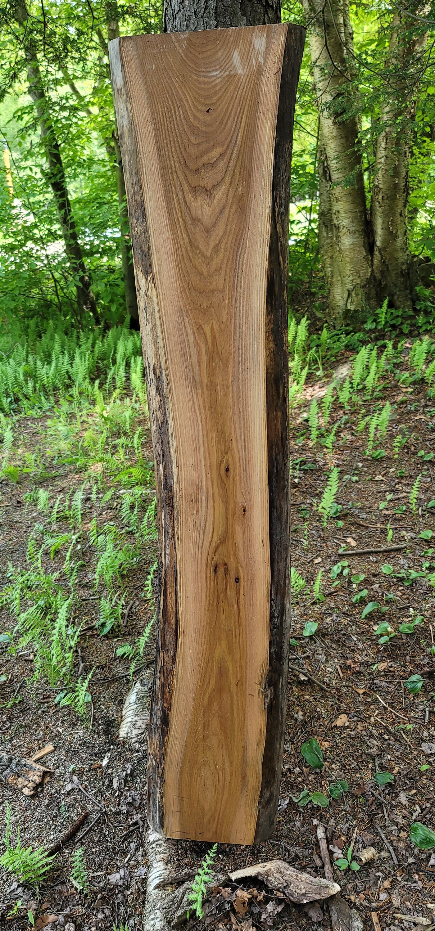 Live Edge Elm Slab - Etsy
