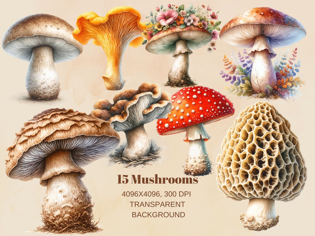Watercolor Mushrooms Clipart, 15 High Quality PNG Files, Forest ...