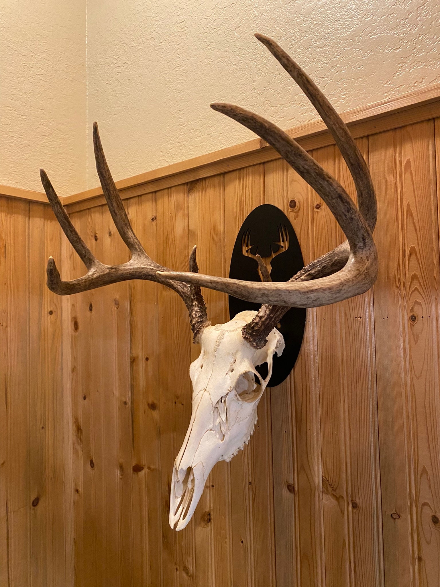 European Skull Wall Mount - Etsy