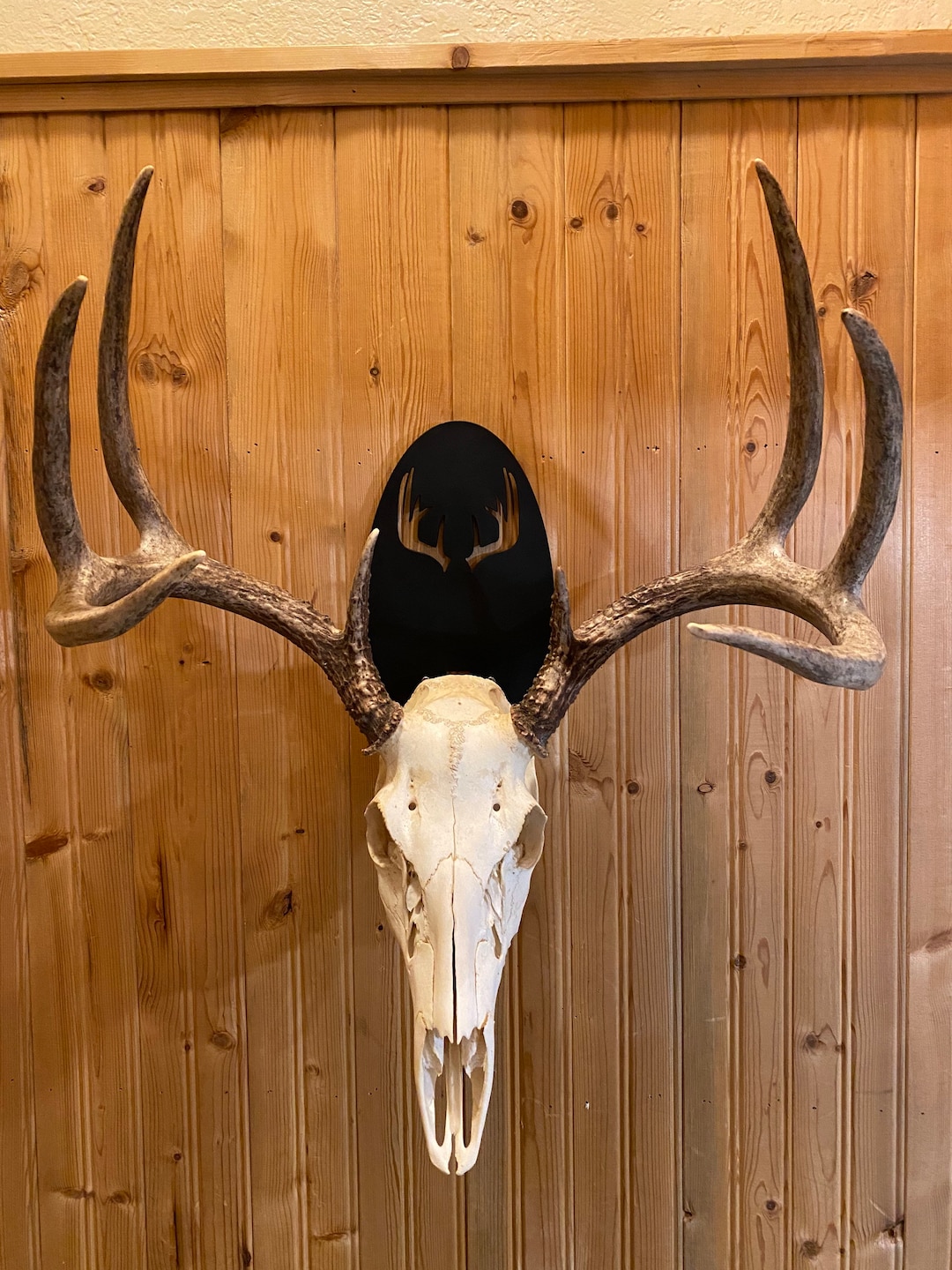 European Skull Mount Antlers - Etsy