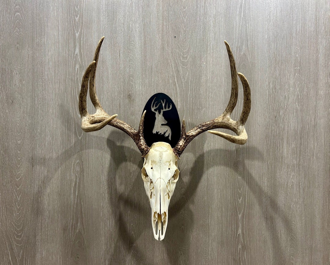 European Skull Wall Mount Whitetail Deer - Etsy