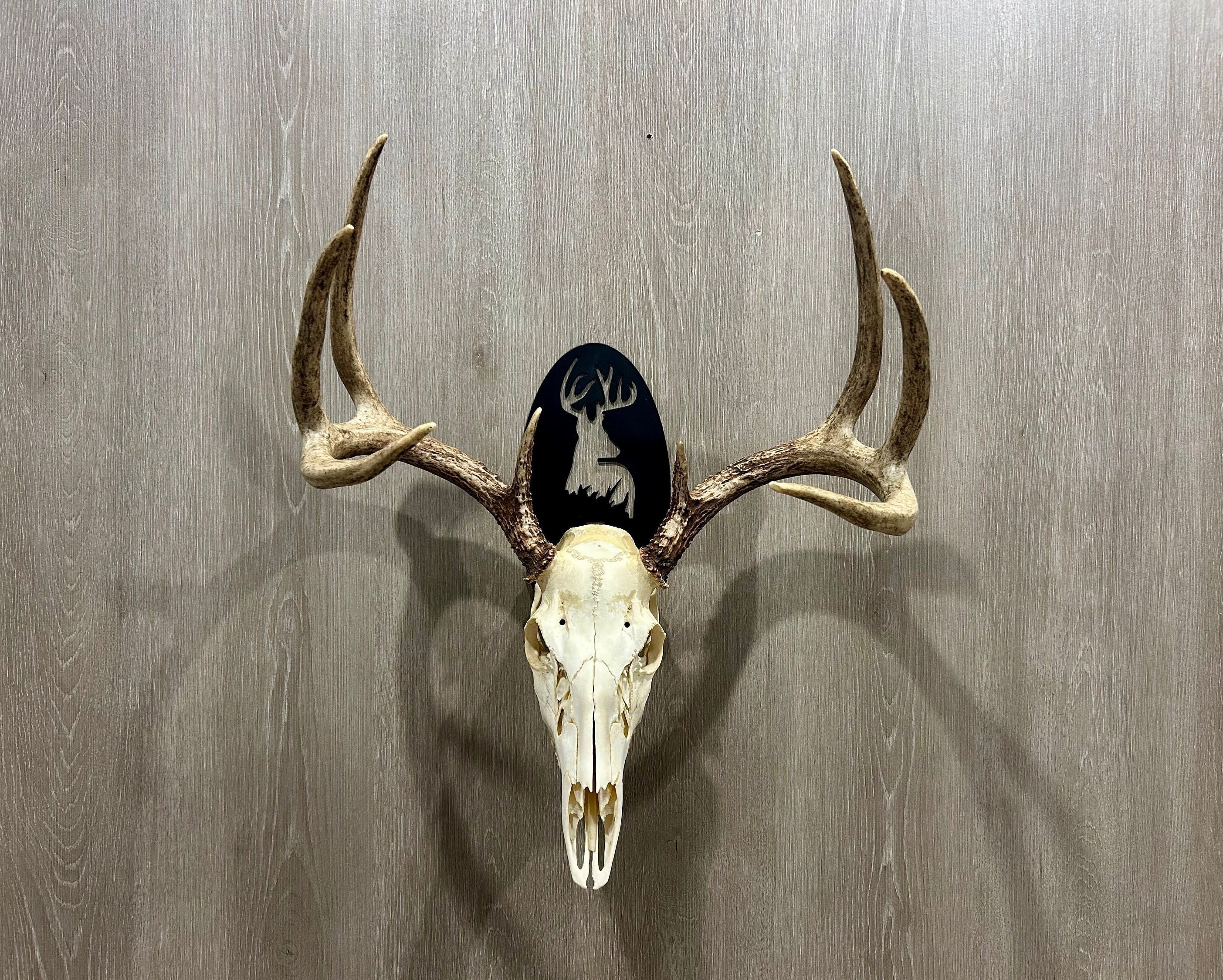 European Skull Wall Mount Whitetail Deer - Etsy
