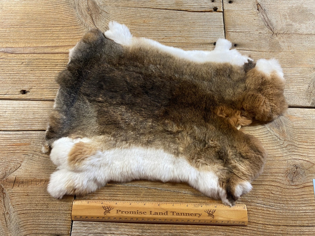 Brown Castor Rex Rabbit Hide One Average Natural Rabbit Fur No. 231008 ...