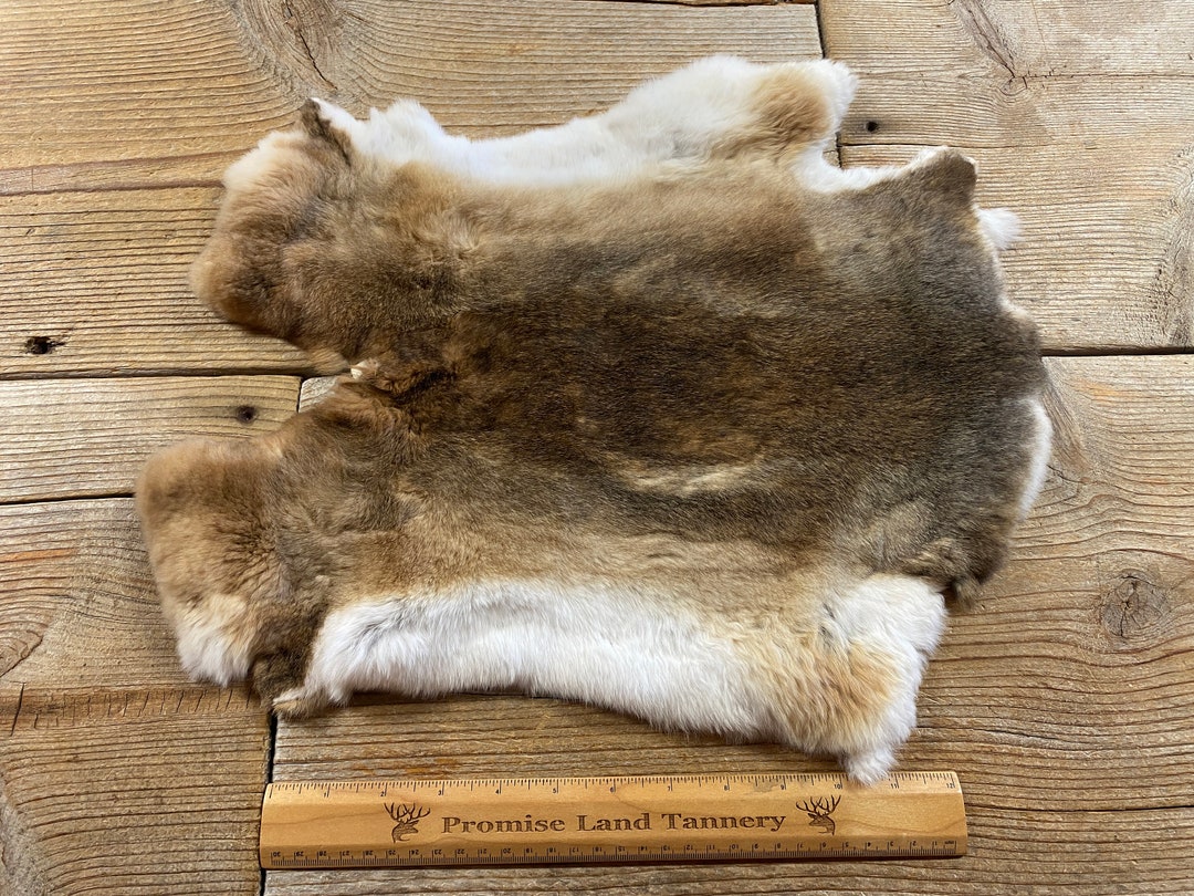 Brown Castor Rex Rabbit Hide One Average Natural Rabbit Fur No. 231008 ...