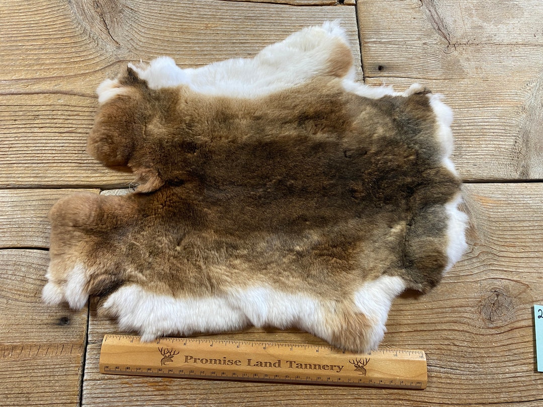 Brown Castor Rex Rabbit Hide One Average Natural Rabbit Fur No. 231008 ...