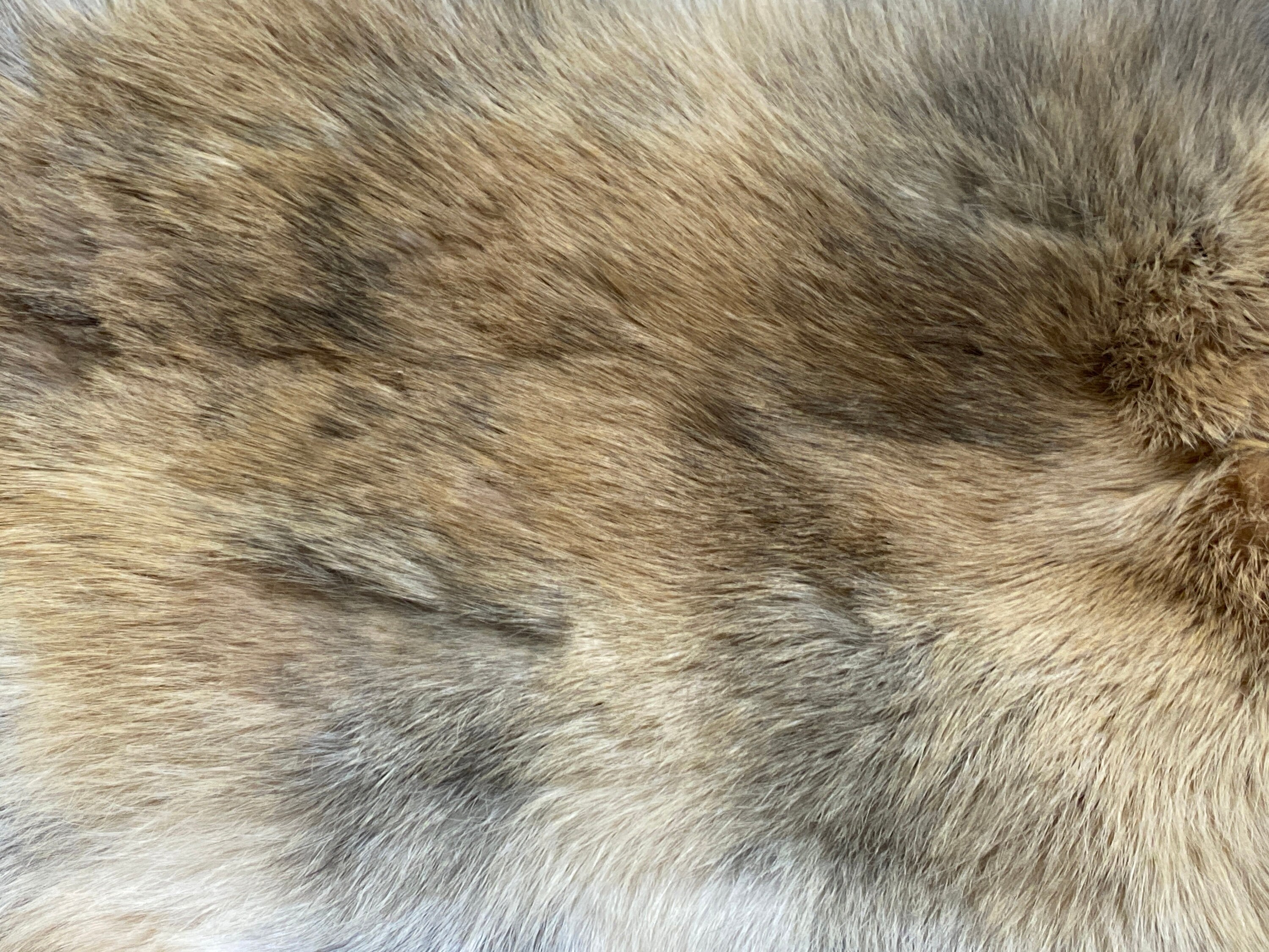 Japanese Harlequin Brown Rabbit Hide One Average Natural - Etsy
