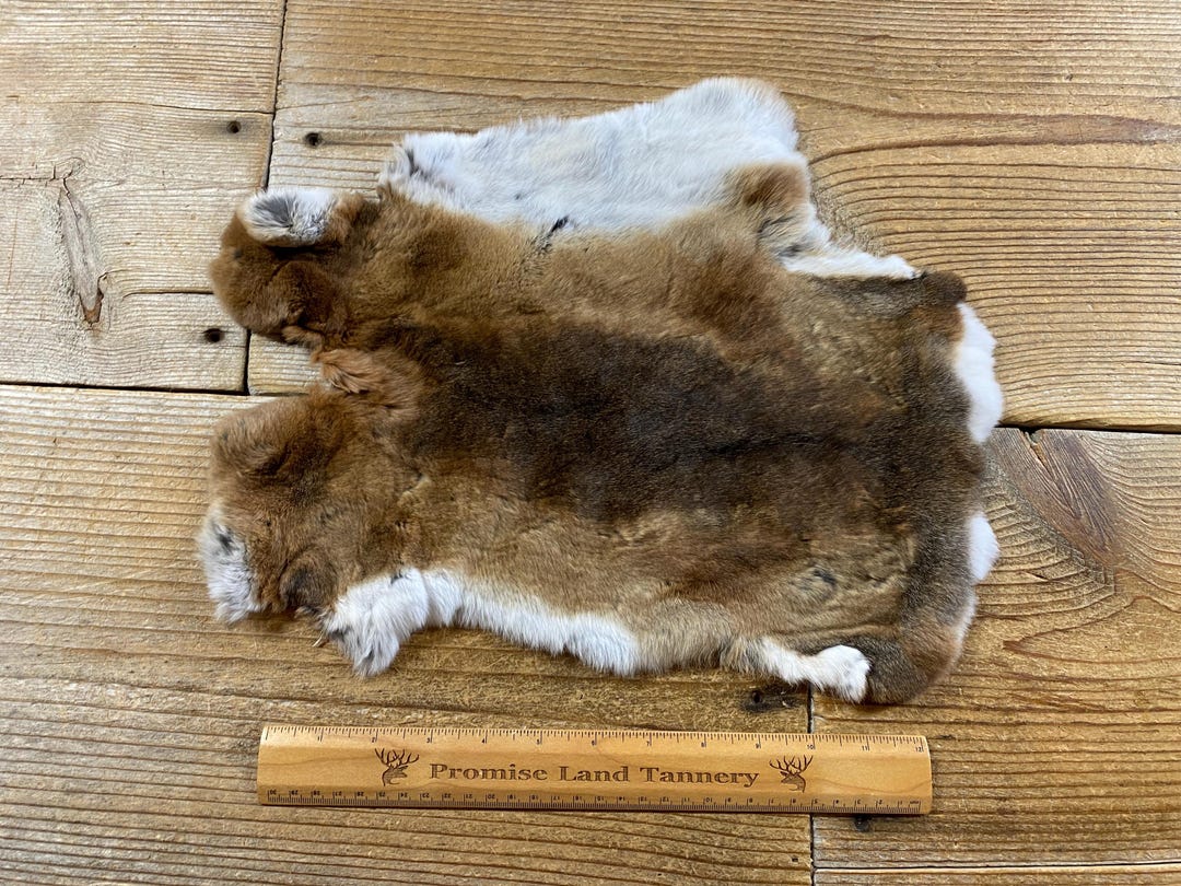 Brown Castor Rex Rabbit Hide One Average Natural Rabbit Fur No. 240907 ...
