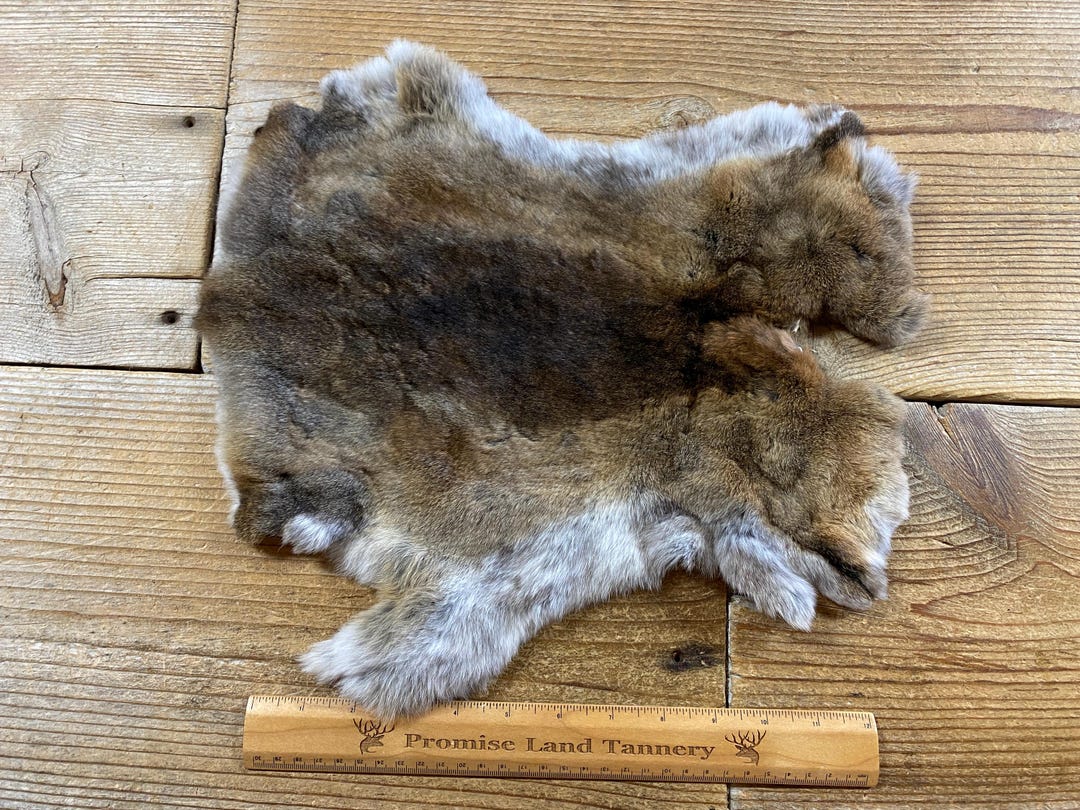 Brown Castor Rex Rabbit Hide One Average Natural Rabbit Fur No. 240907 ...