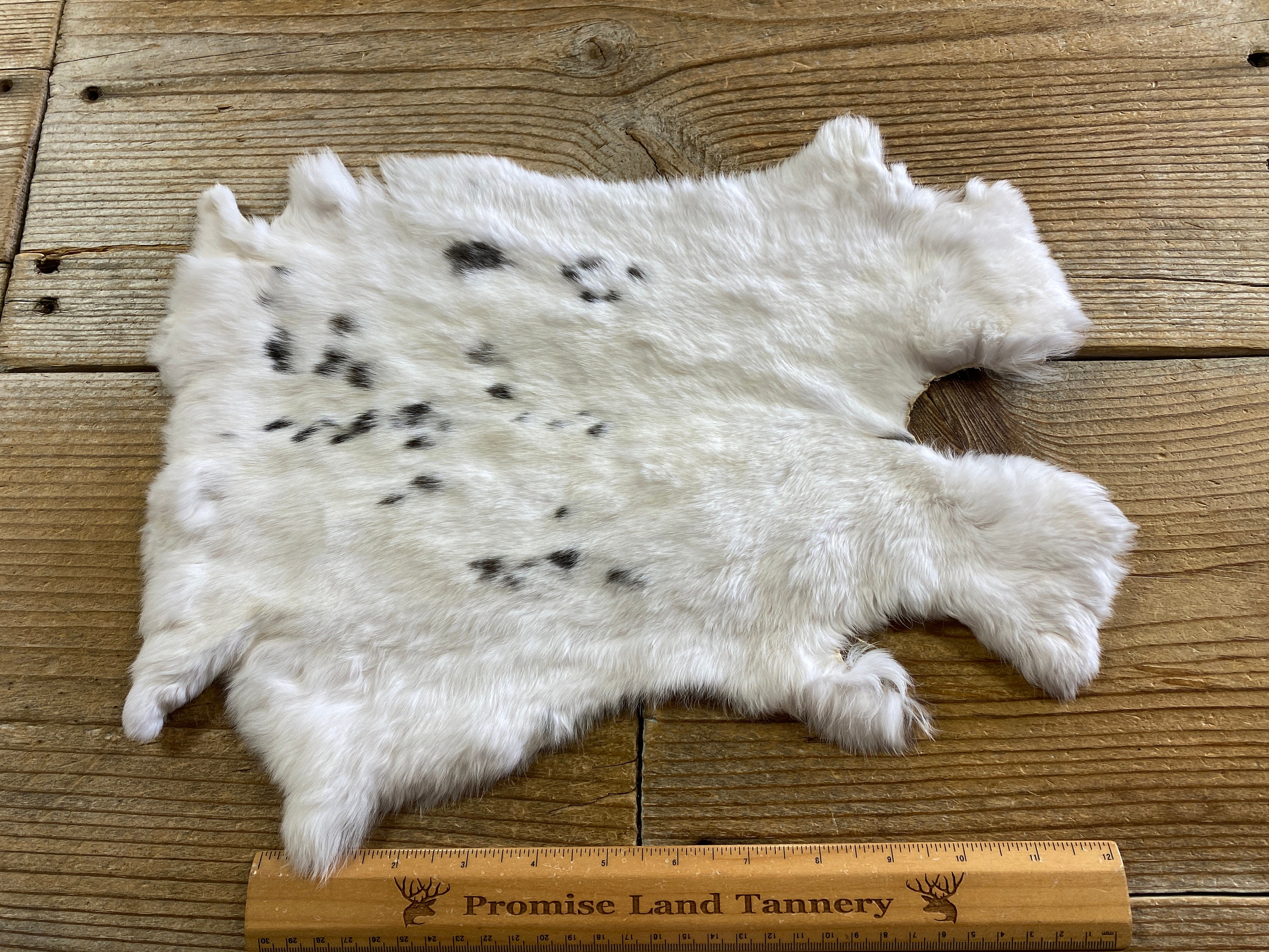 White With Black Spotted Rex Rabbit Hide - One Average Natural Rabbit ...
