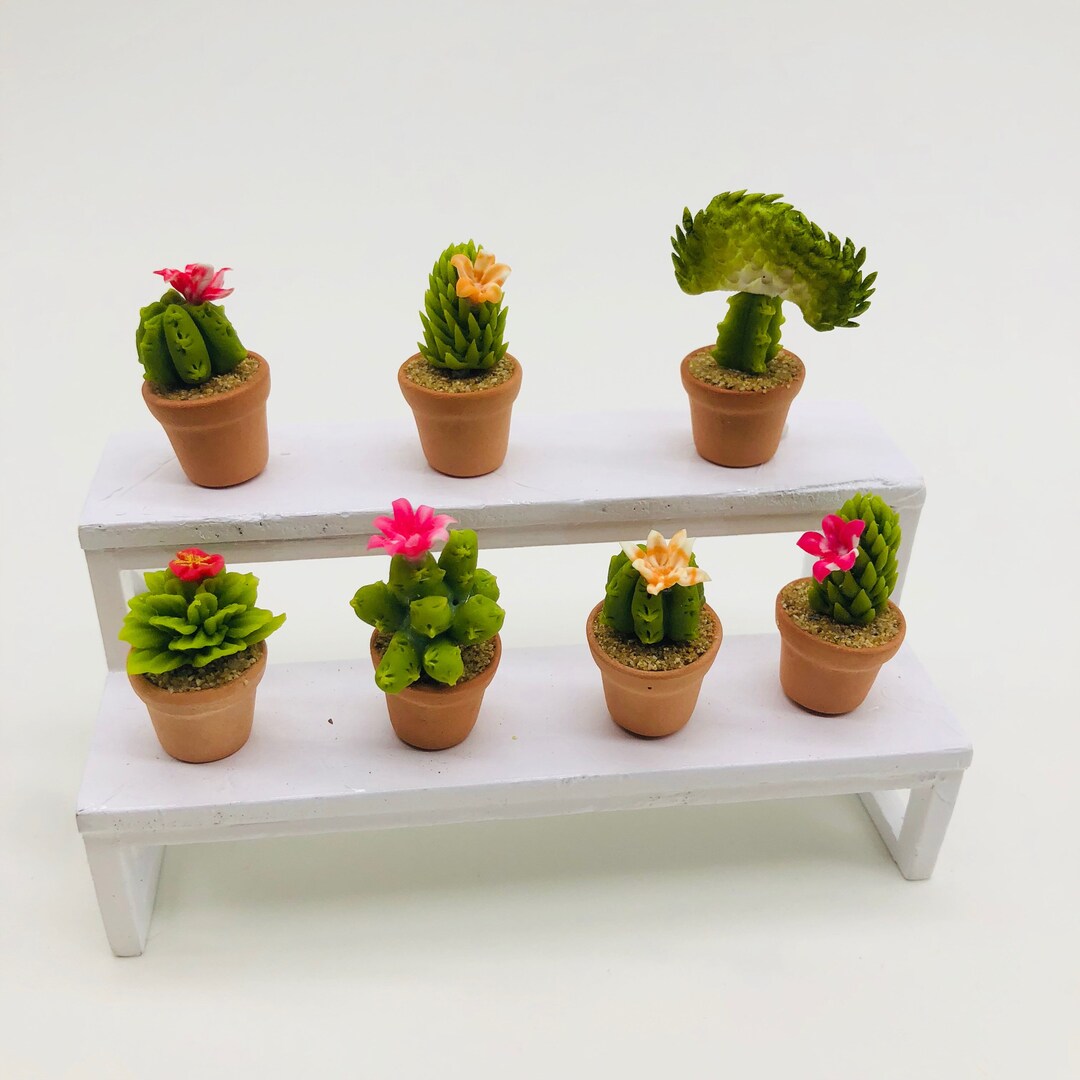 Miniature Cactus in Wooden Stand Miniature Cactus - Etsy