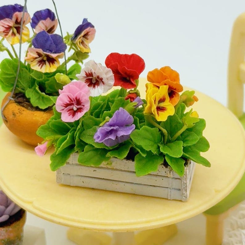 Miniature Pansy in White Wooden Box, Miniature Flower,miniature ...
