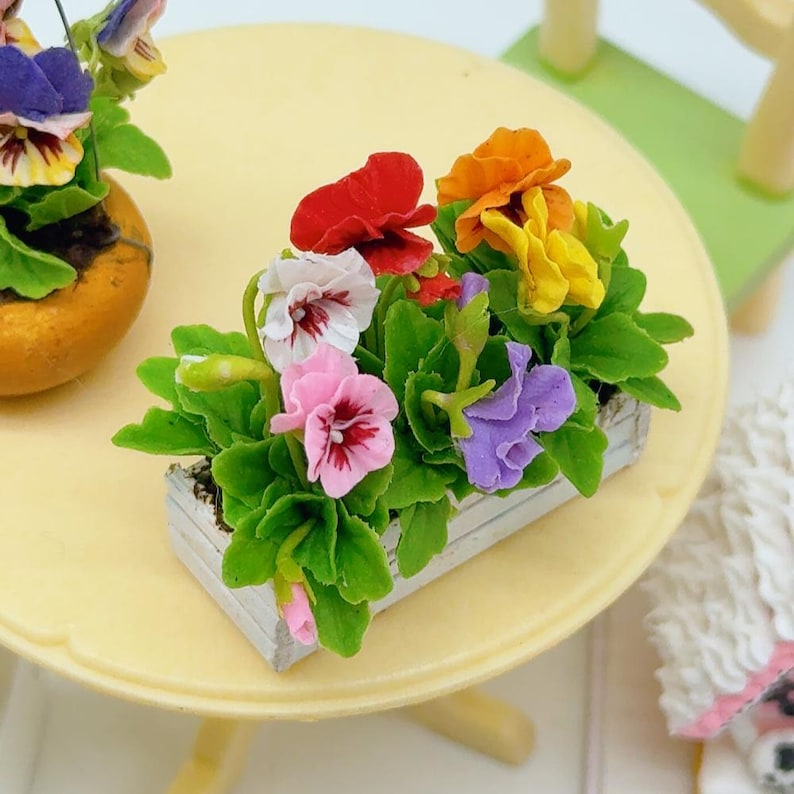 Miniature Pansy in White Wooden Box, Miniature Flower,miniature ...