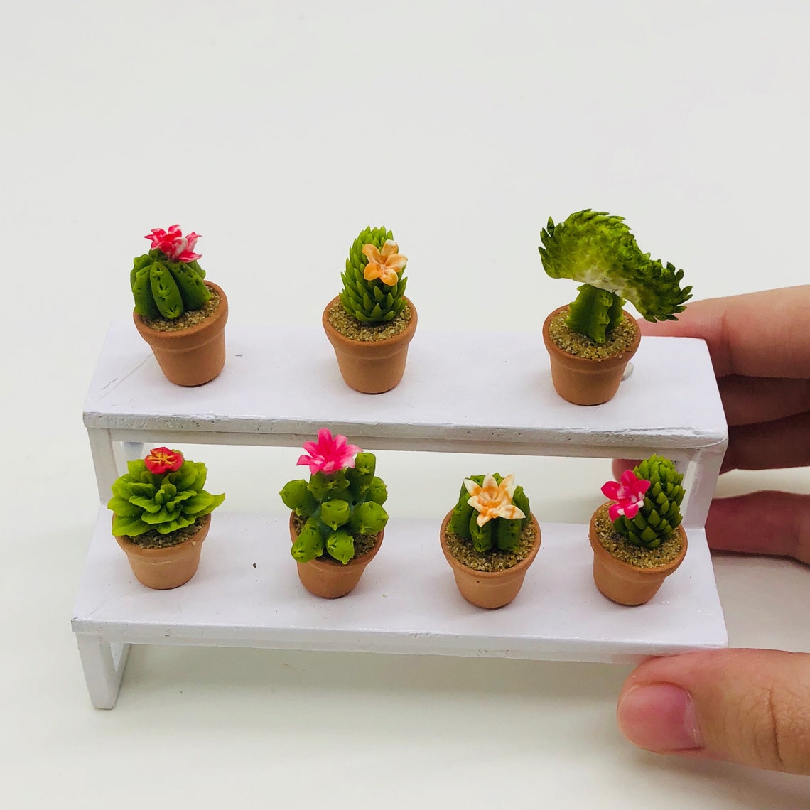 Miniature Cactus in Wooden Stand Miniature Cactus - Etsy UK