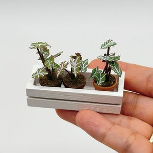 3 Potsminiature Plants in Pots With Wooden Box for Dollhouse Fairy ...