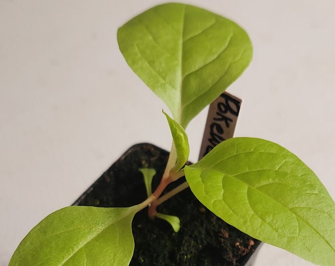 Poke or Pokeweed Seedlings (phytolacca Americana), Organic - Etsy