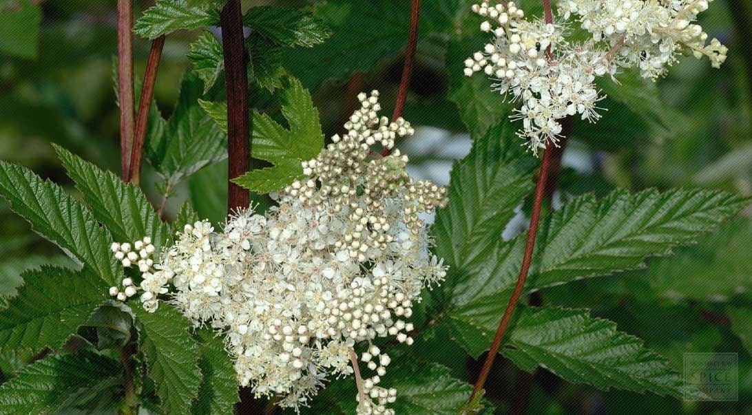 Meadowsweet (spiraea Ulmaria) Seeds - Etsy
