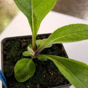 Elecampane Seedling Plants unula Helenium, Organic - Etsy