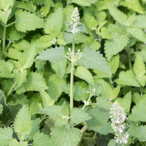Catnip Seeds nepeta Cataria, Organic - Etsy