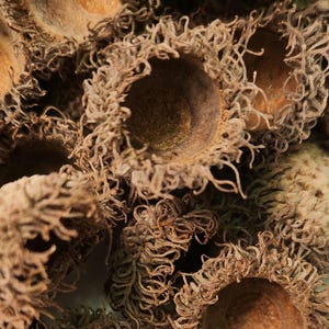 Real Bur Oak Empty Acorn Shells, nests - Etsy