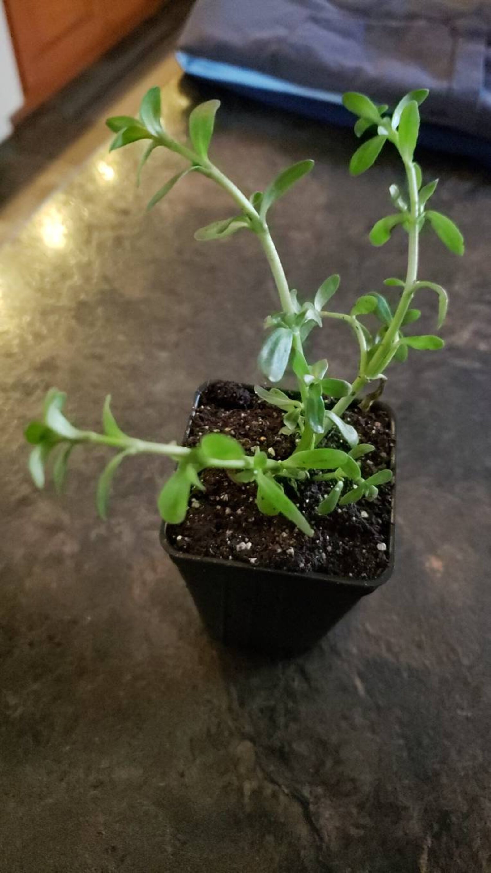 Brahmi plants Bacopa monnieri organic | Etsy