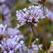 Blue Woodruff (aspetula Orientalis) SEEDS - Etsy