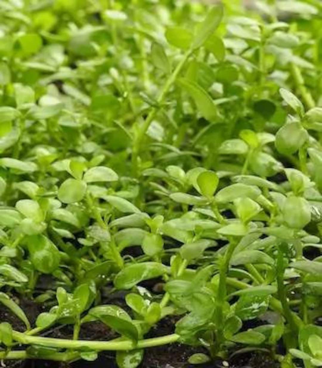 Brahmi (bacopa Monnieri) SEEDS - Etsy
