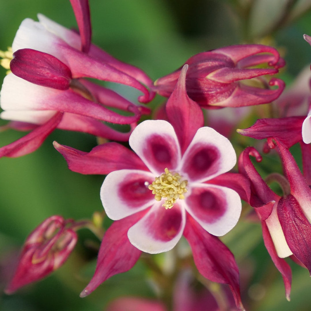 Columbine, Burgundy Color (aquilegia) SEEDS - Etsy