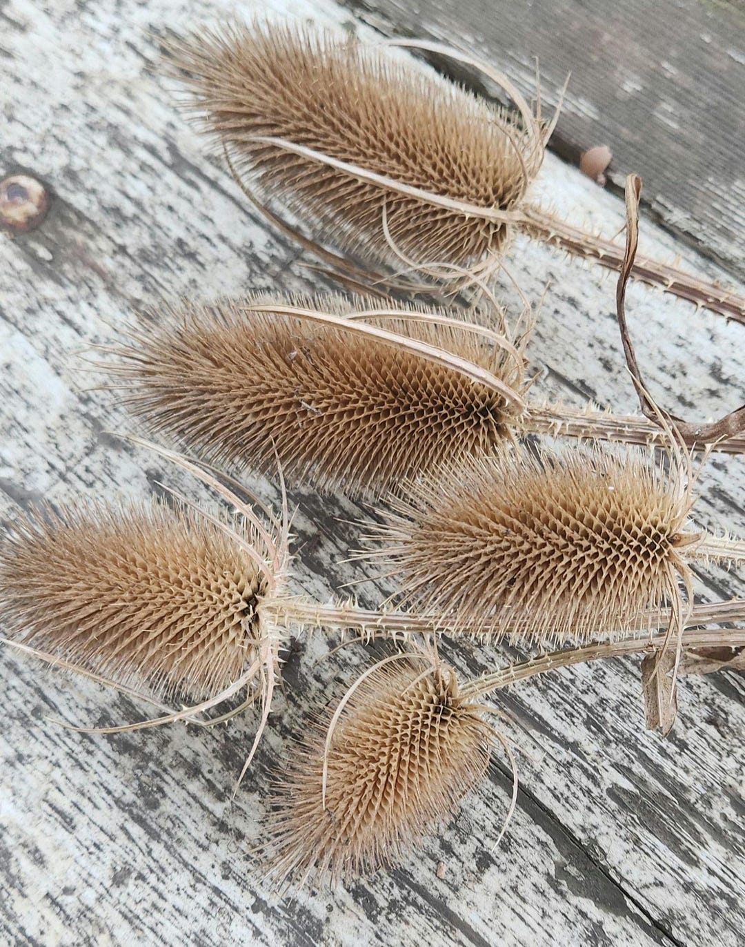 Fuller's Teasel (dipsacus Sativus) Heads, No Seeds - Etsy
