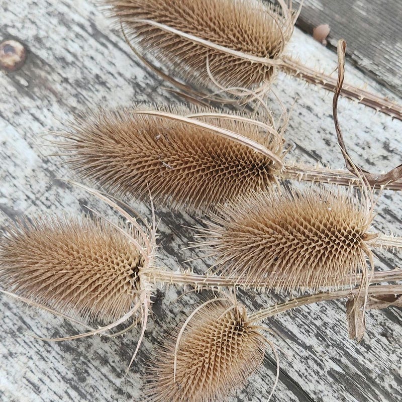 Teasel - Etsy
