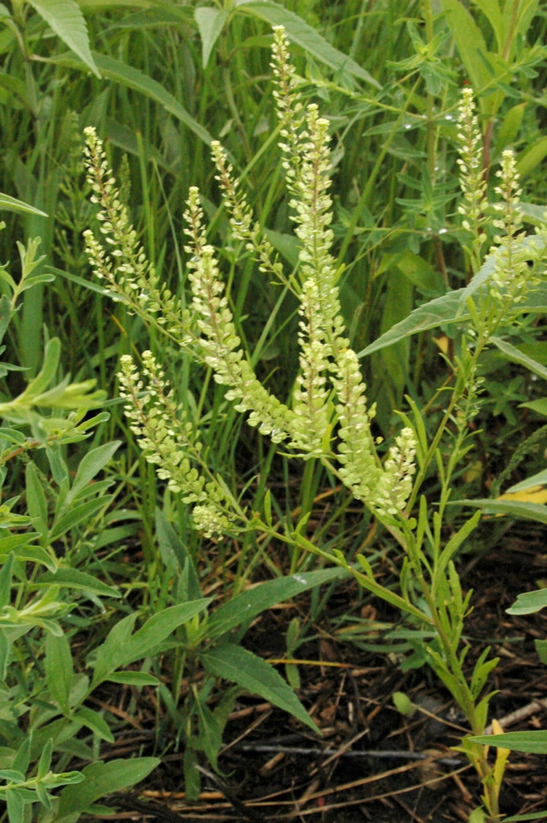 Virginia Pepperweed SEEDS (lepidium Virginicum) - Etsy