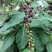 Pokeweed (phytolacca Americana) SEEDS - Etsy