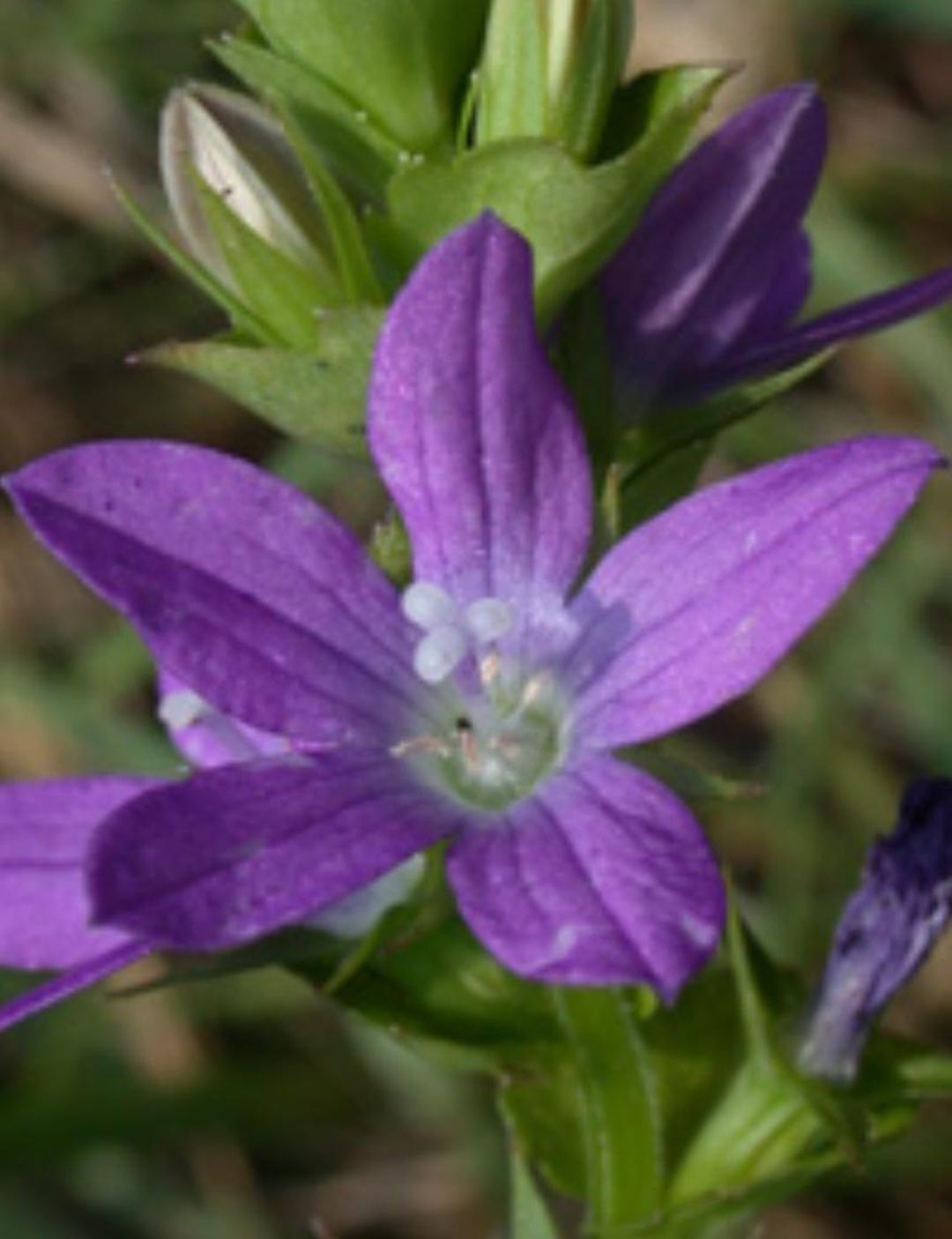 Venus' Looking Glass Seeds (triodanis Perfoliata) - Etsy